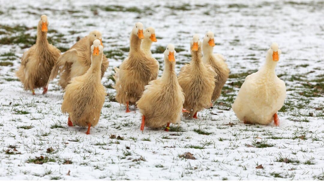 How to Care for Ducks in Cold Winter Weather