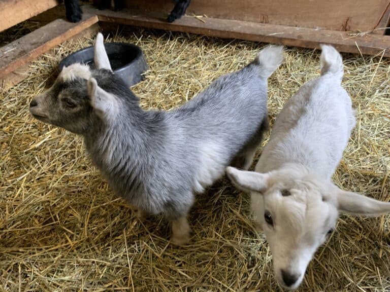 How to Care for Goats Important Tips for Beginners