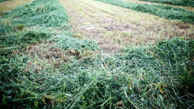 The Best Hay to Feed Goats in Winter Cold