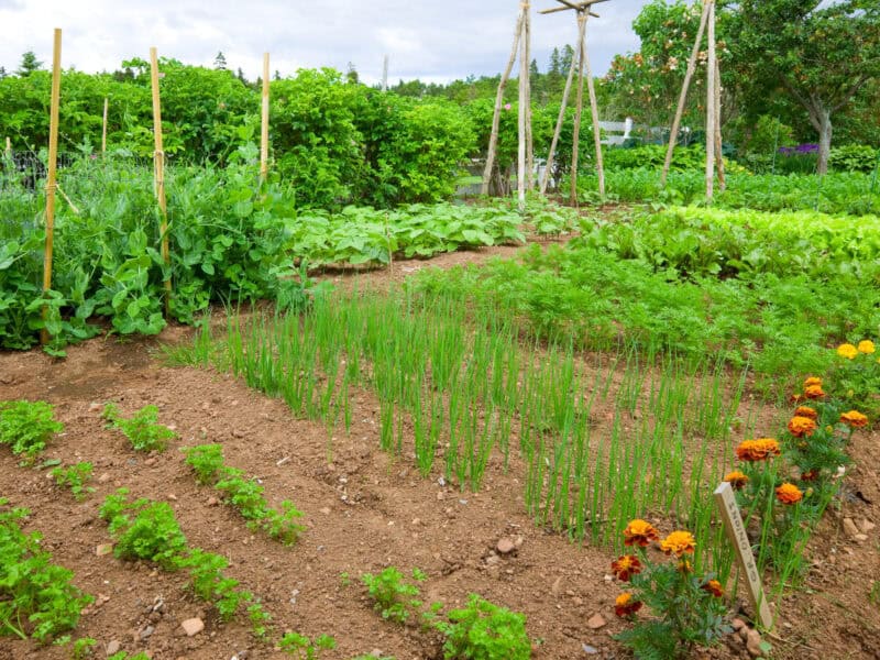 10 Steps to Starting your One Acre Homestead