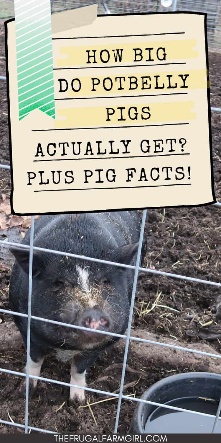 How Big Do Potbelly Pigs Get + Mini Pig Facts