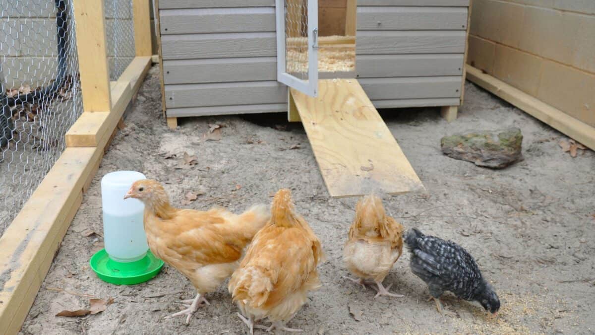 10 Steps to Starting your One Acre Homestead