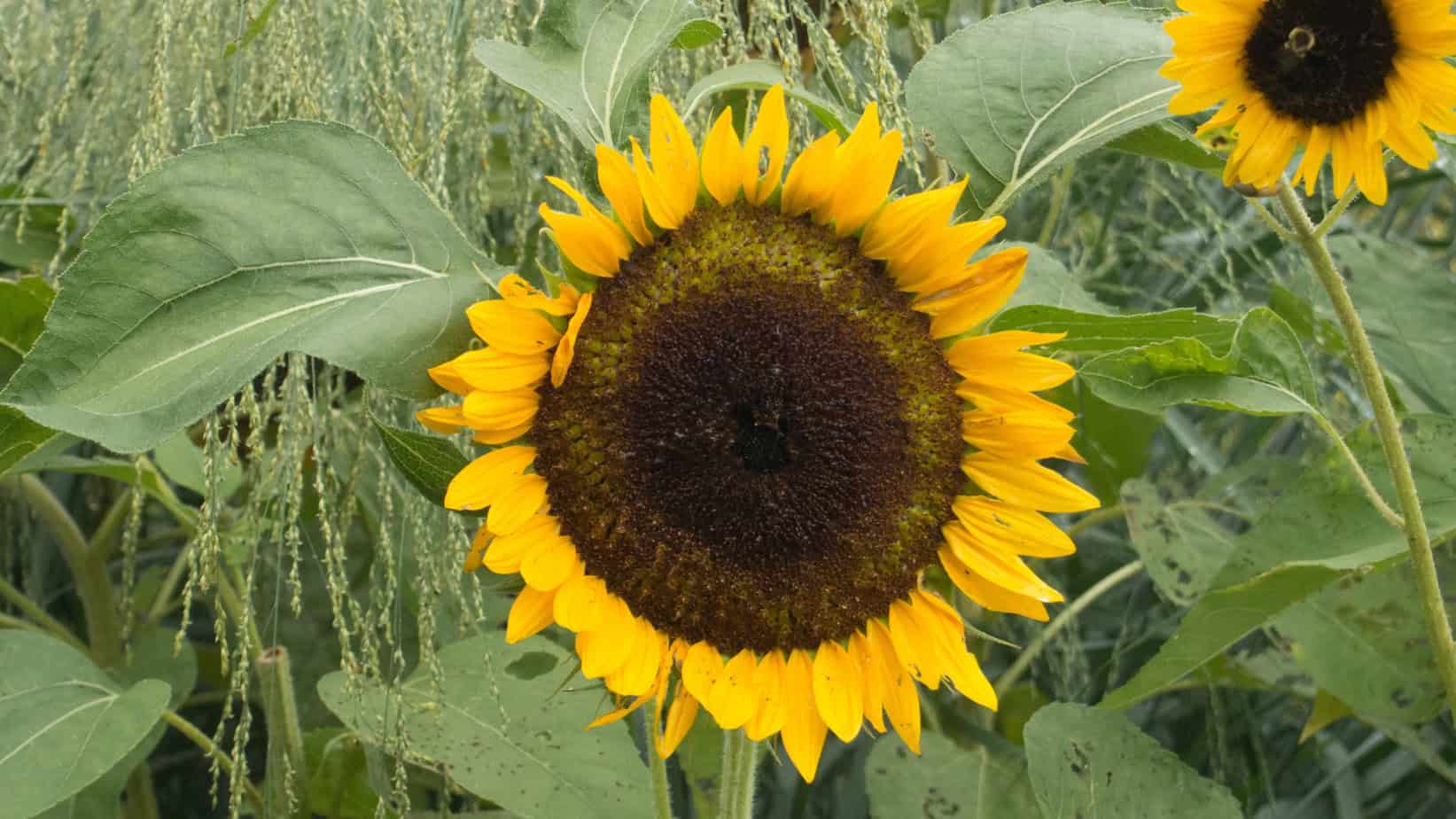Top 10 Budget-Friendly Plants for Full Sun Outdoor Garden