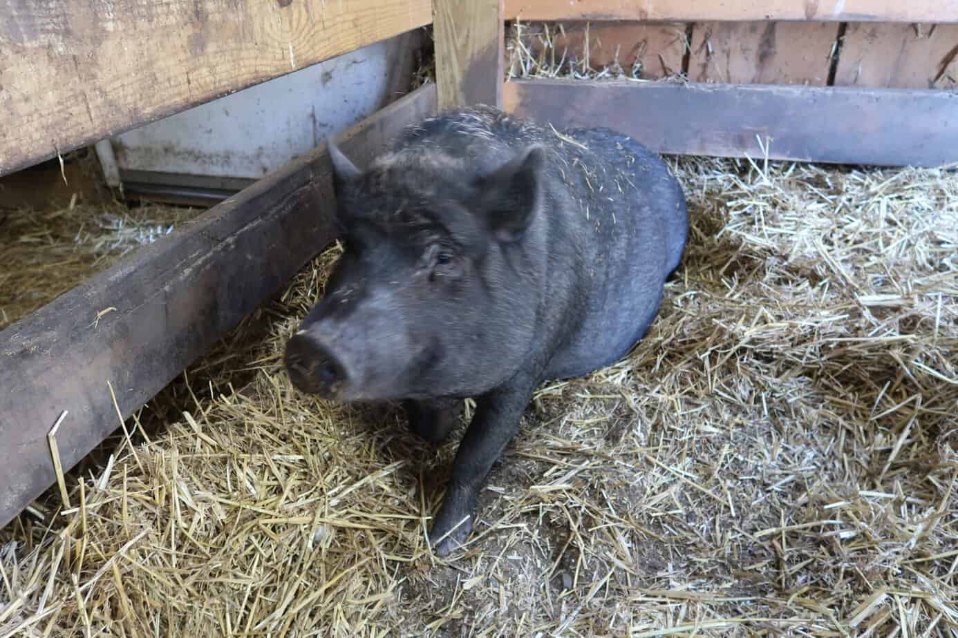 How Much Do Potbelly Pigs Cost- Your Guide to Owning Pigs