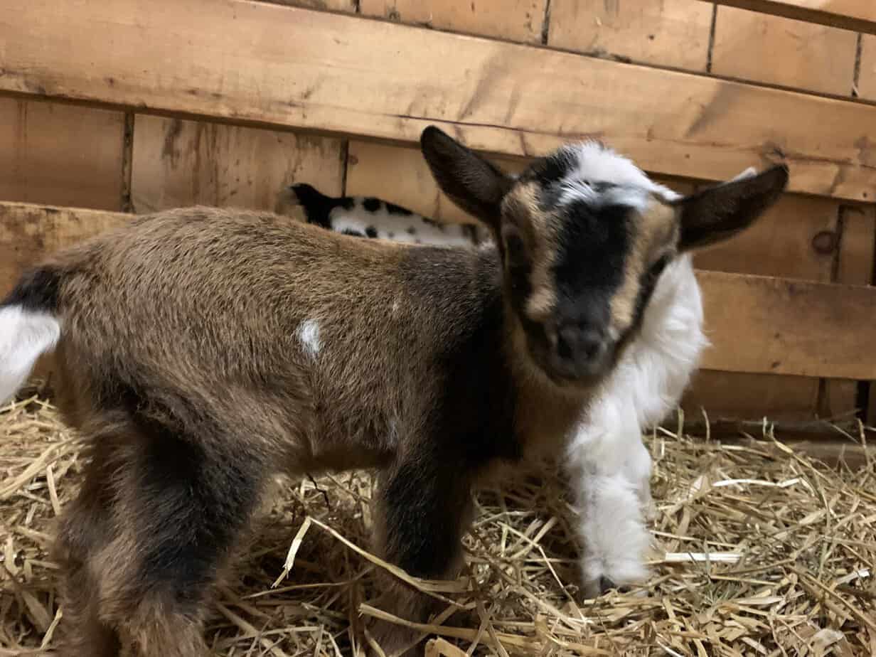 How to Downsize Your Goat Herd