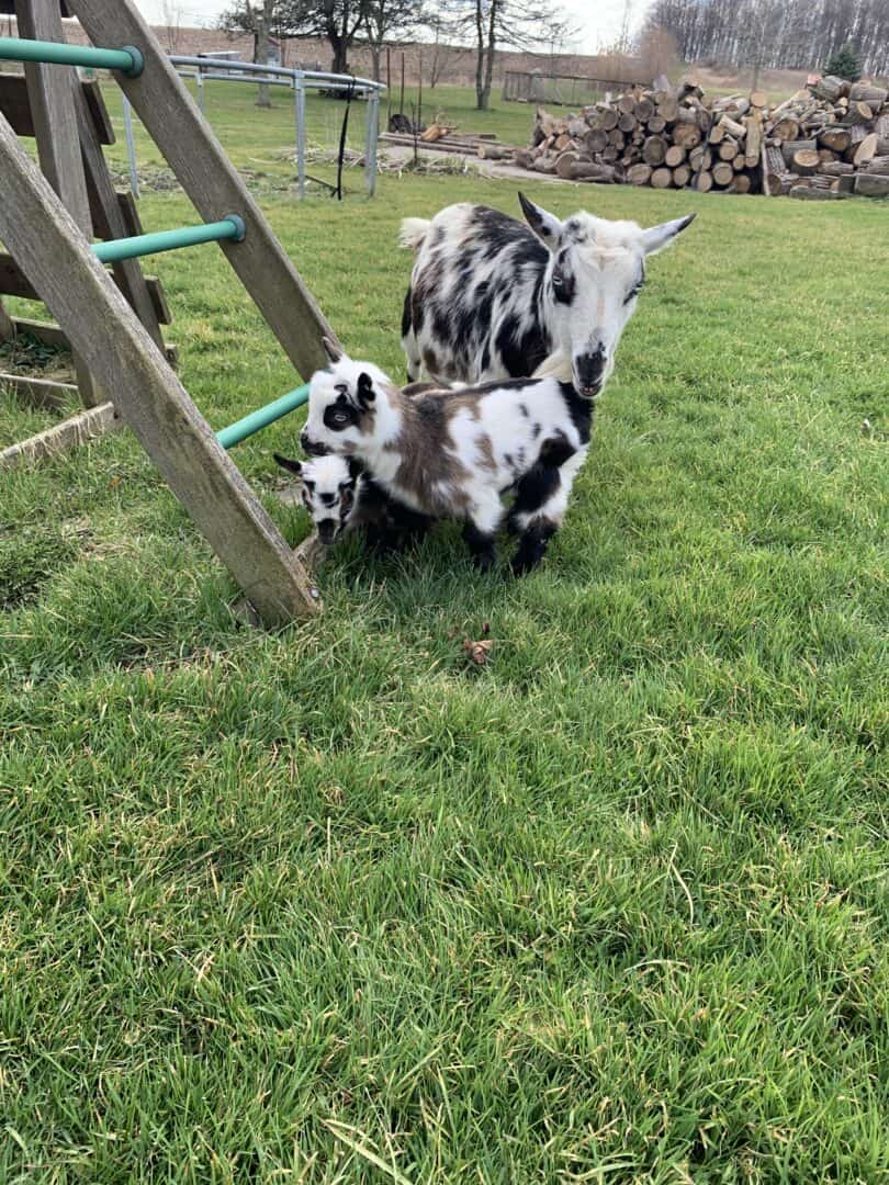 How to Downsize Your Goat Herd