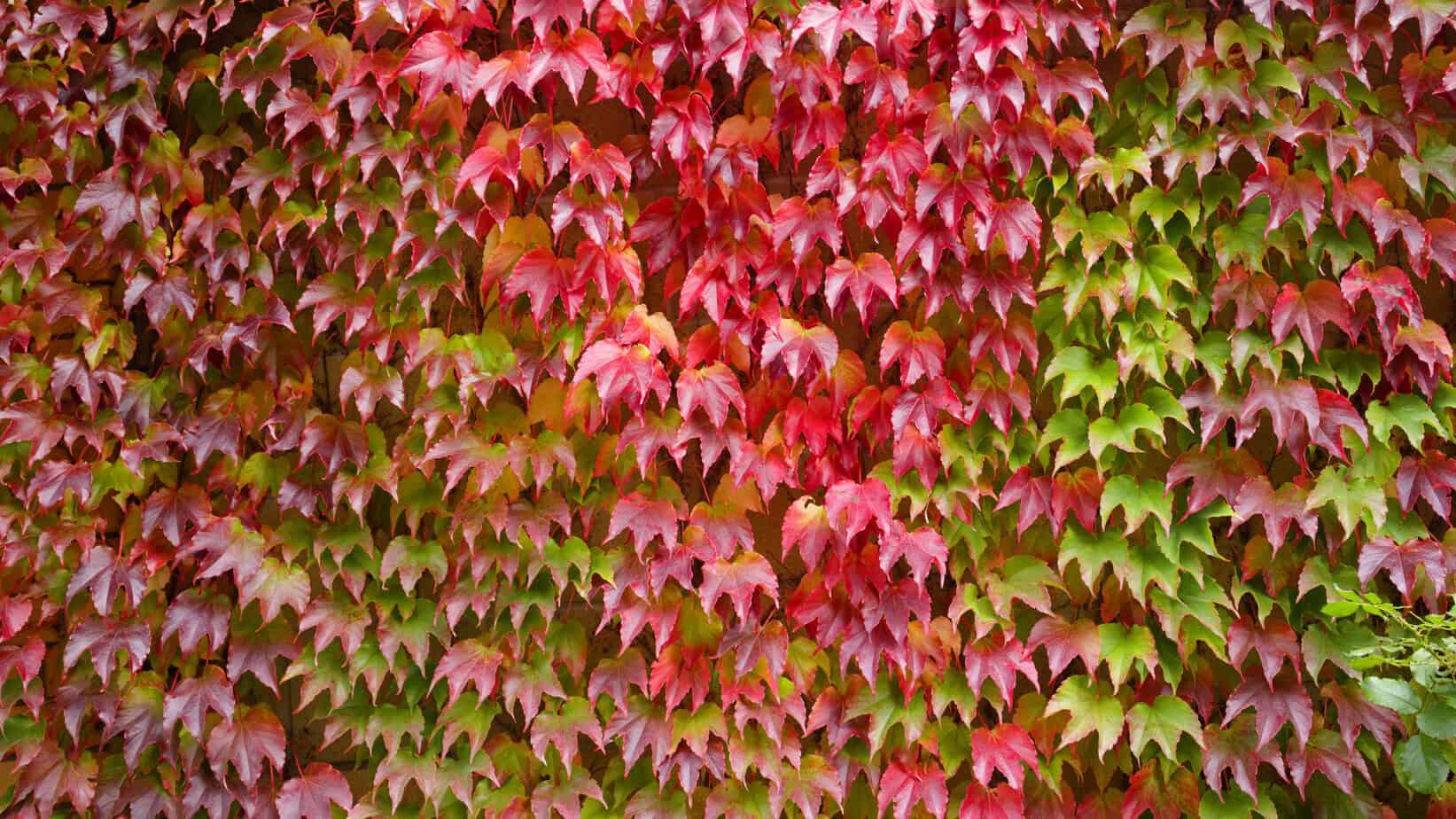 16 Best Climbing Flowering Perennials for Your Garden
