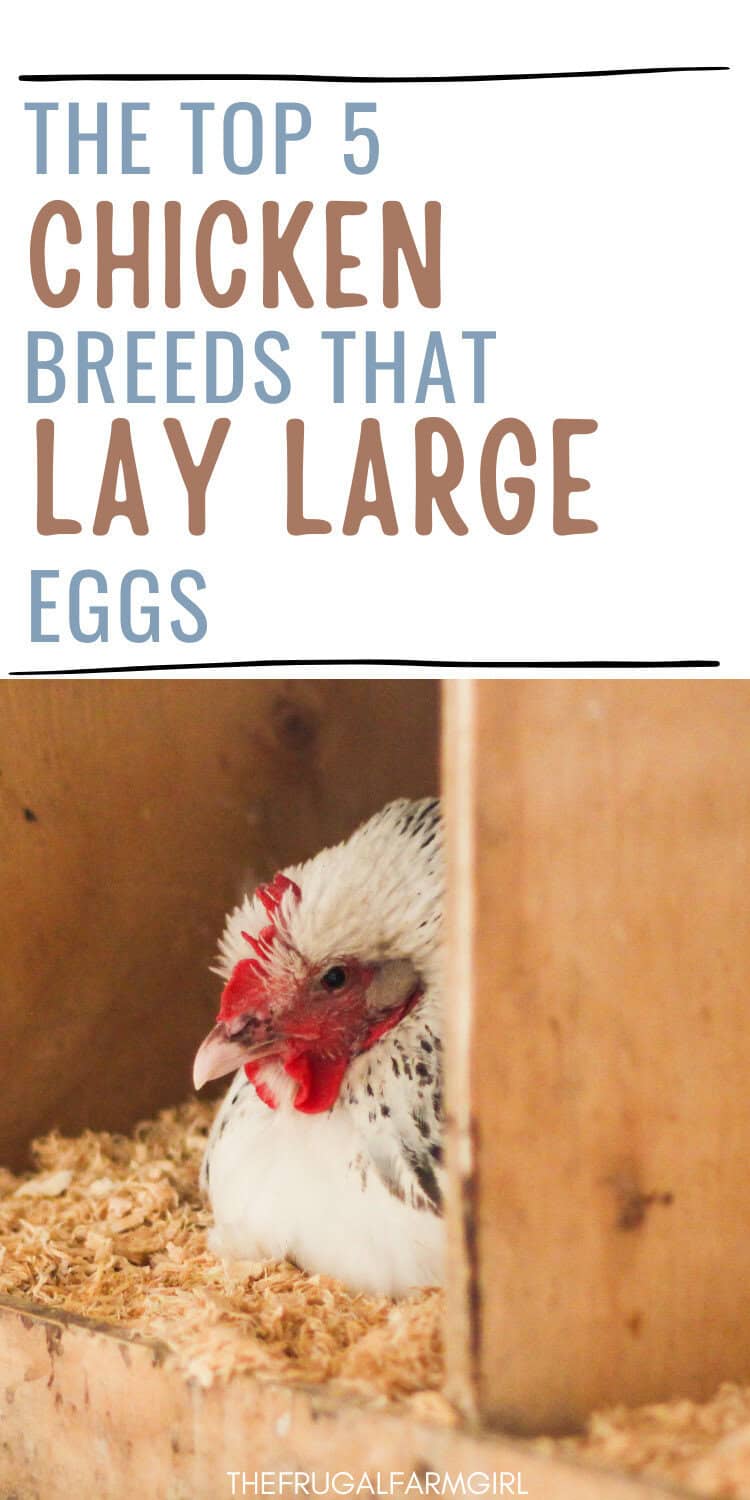 Top 5 Chicken Breeds that Lay Large Eggs