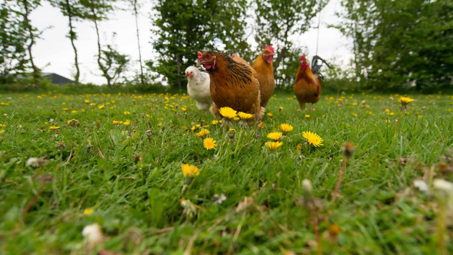 How to Grow a Garden For Your Chickens