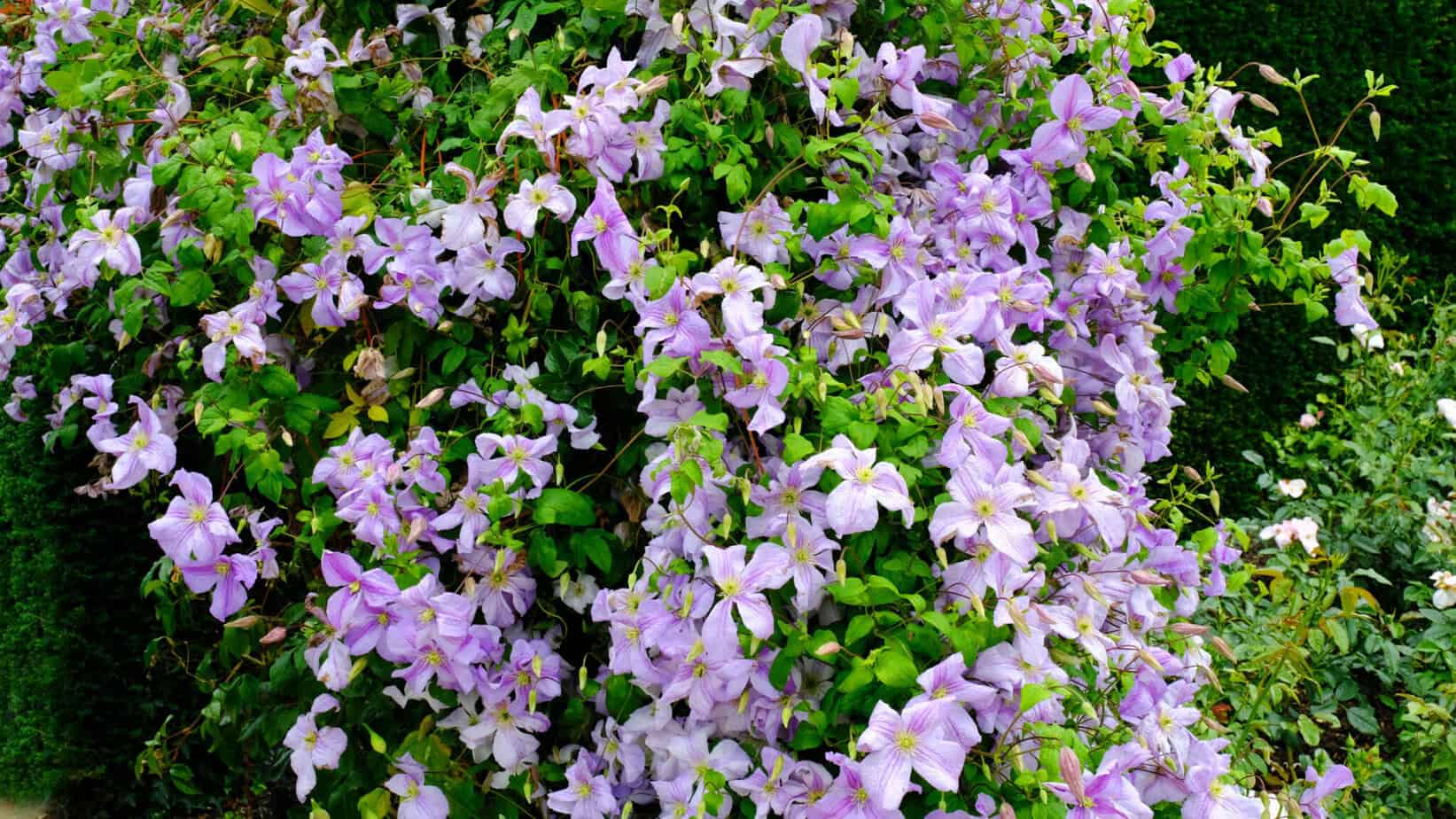 16 Best Climbing Flowering Perennials for Your Garden