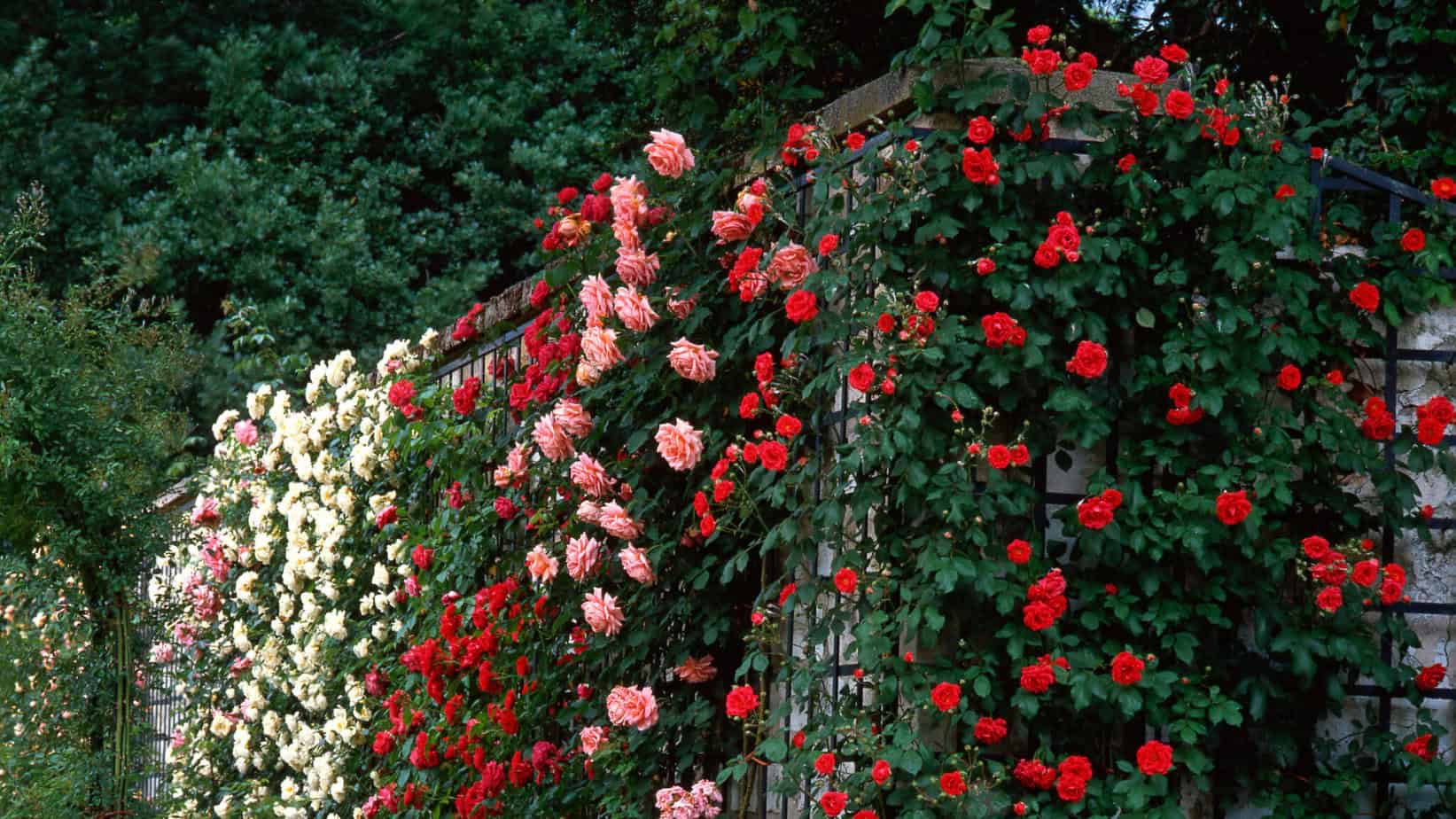 16 Best Climbing Flowering Perennials for Your Garden