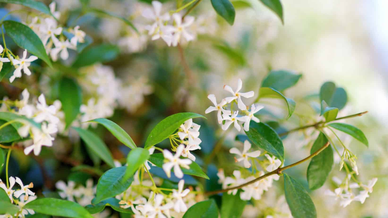 16 Best Climbing Flowering Perennials for Your Garden