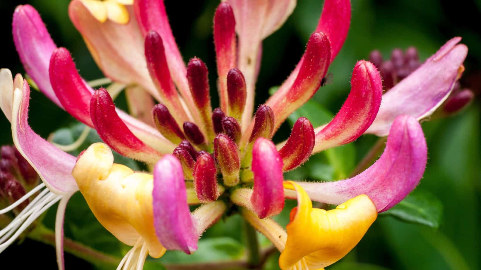 16 Best Climbing Flowering Perennials for Your Garden