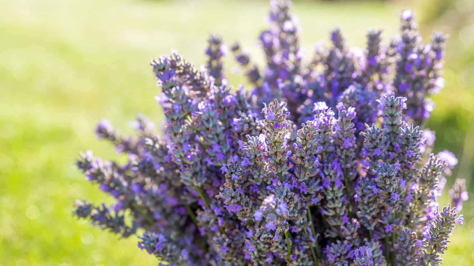 A Beginner's Guide to Planting and Growing Your Own Spring Flowers