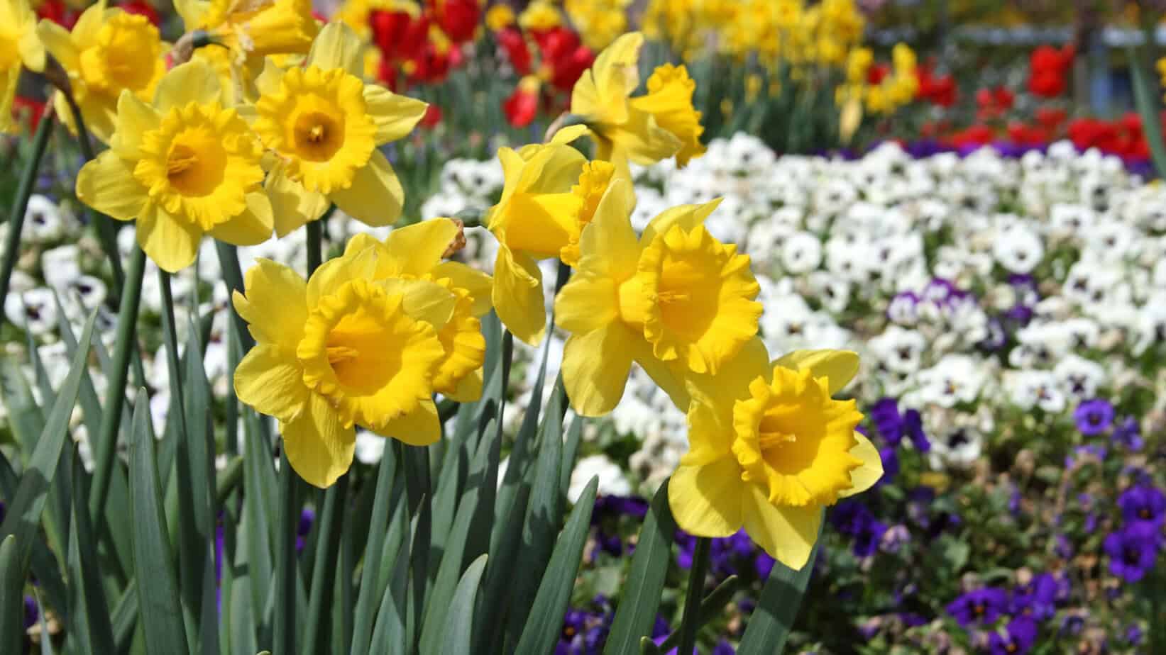 A Beginner's Guide to Planting and Growing Your Own Spring Flowers