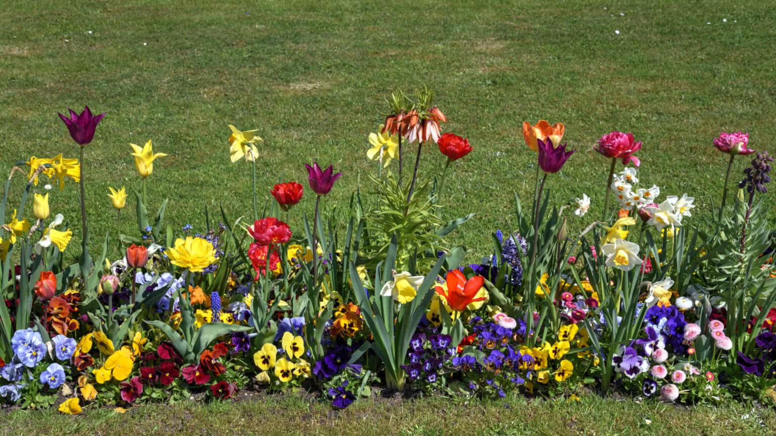A Beginner's Guide to Planting and Growing Your Own Spring Flowers