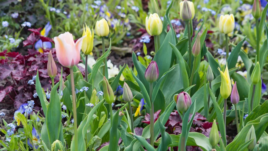 The Best Perennials to Plant with Tulips