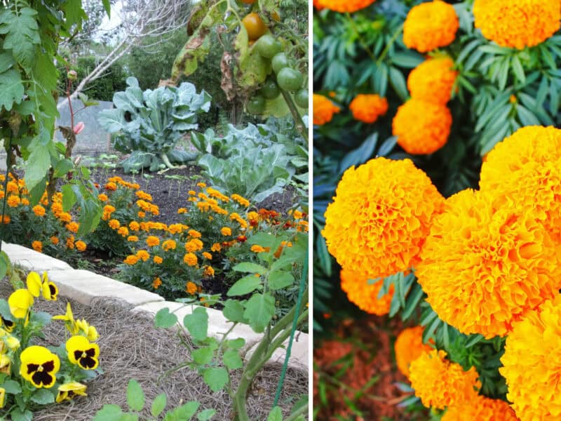 10 Amazing Heat Resistant Annuals