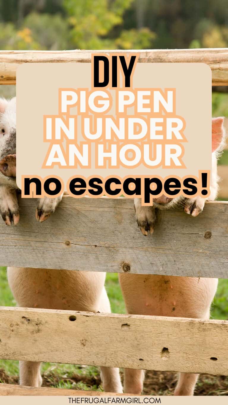 How to Build a Mini Pig Pen Using Pallets in Under 60 minutes