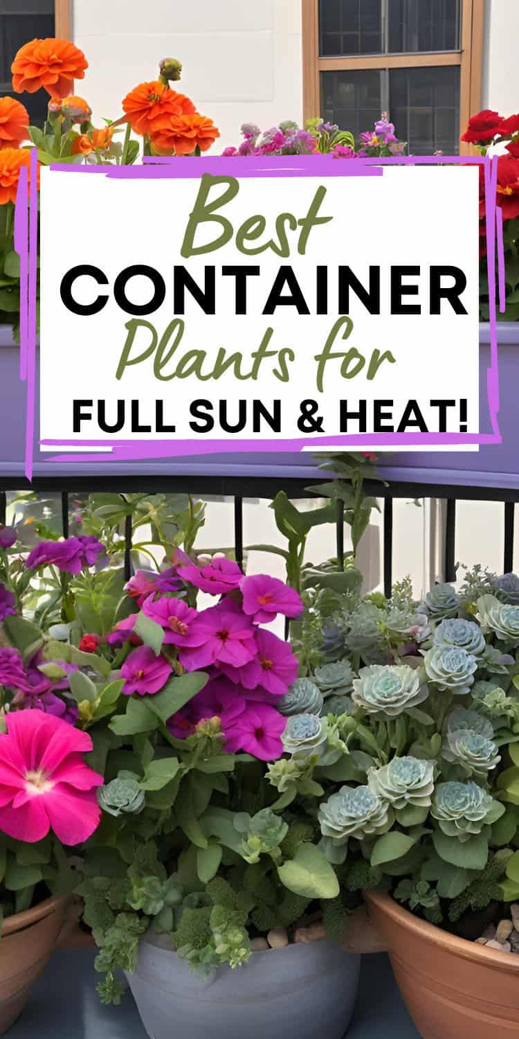 Best Container Plants for Full Sun & Heat