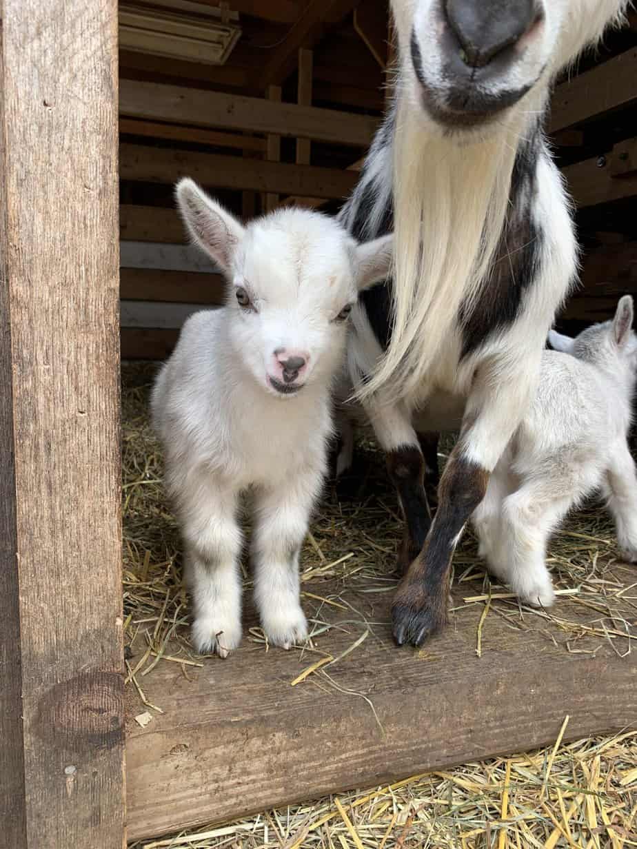 How to Prepare Your Goats for a Successful Breeding Season