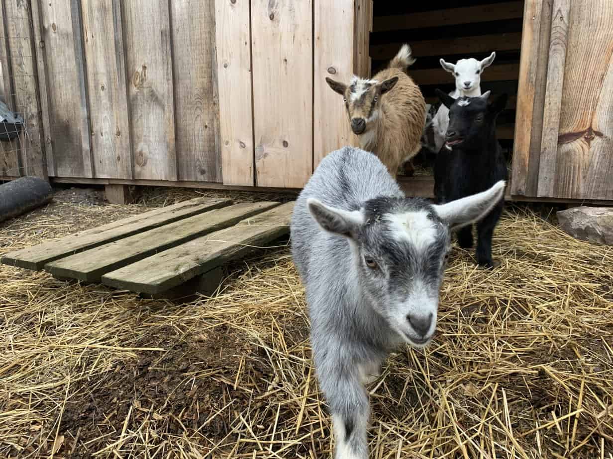 How to Prepare Your Goats for a Successful Breeding Season