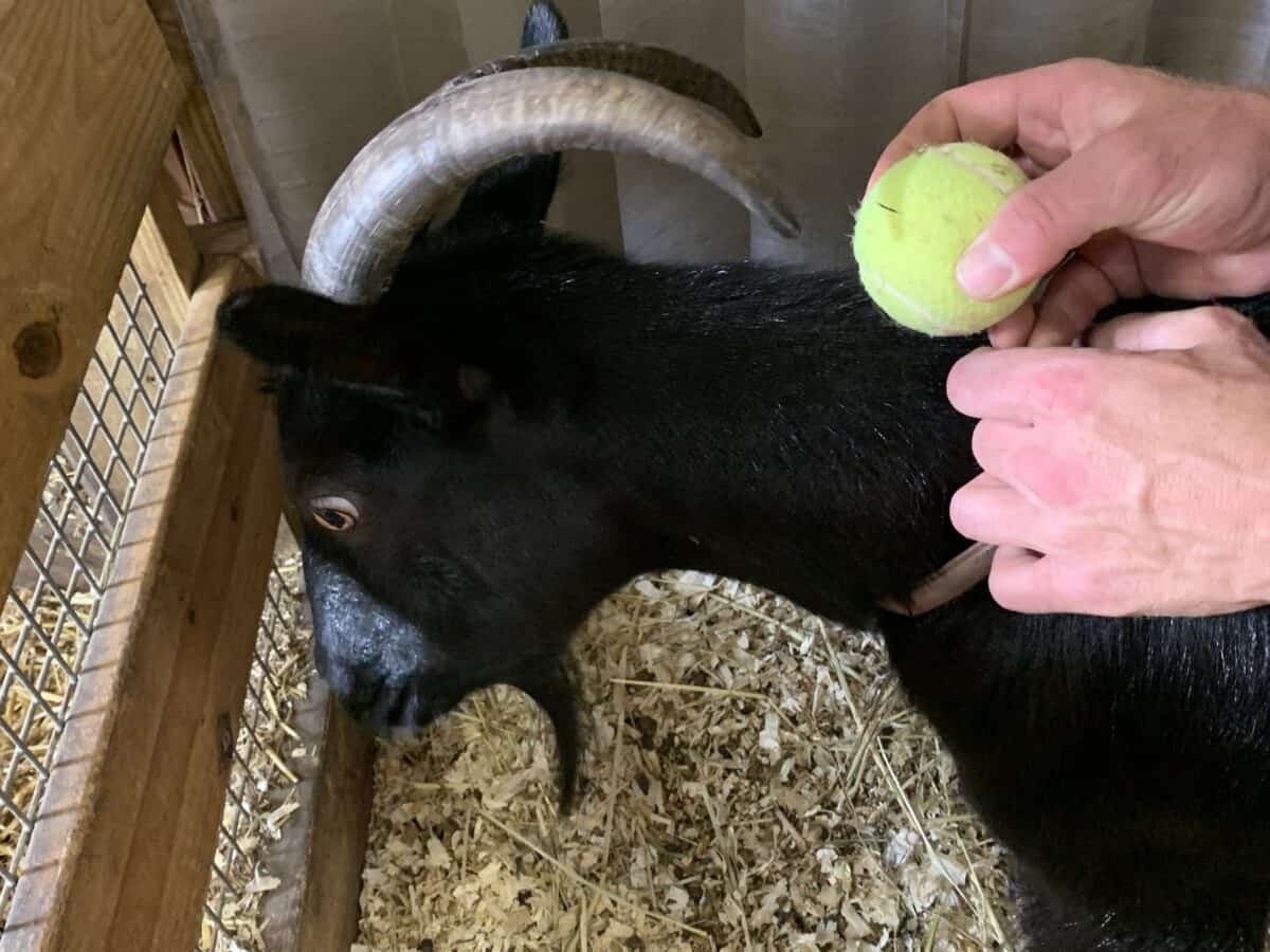 How to Cover Goat Horns