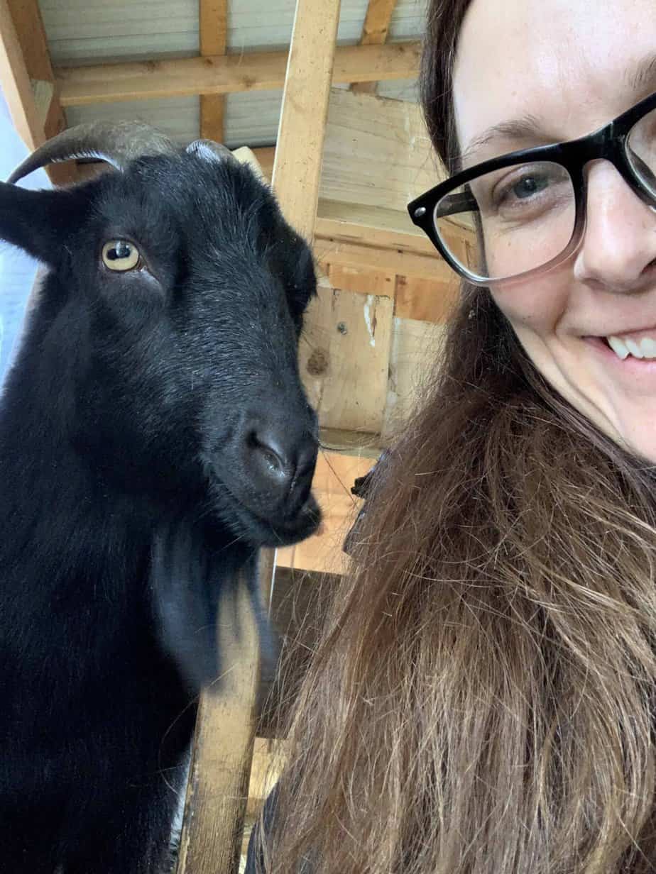 Goat Hoof Trimming DIY