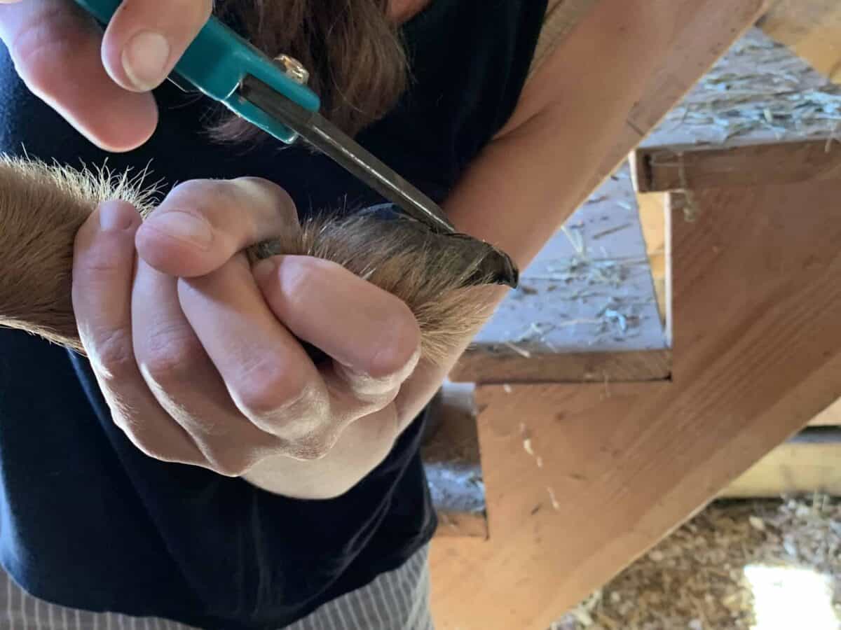 Goat Hoof Trimming DIY