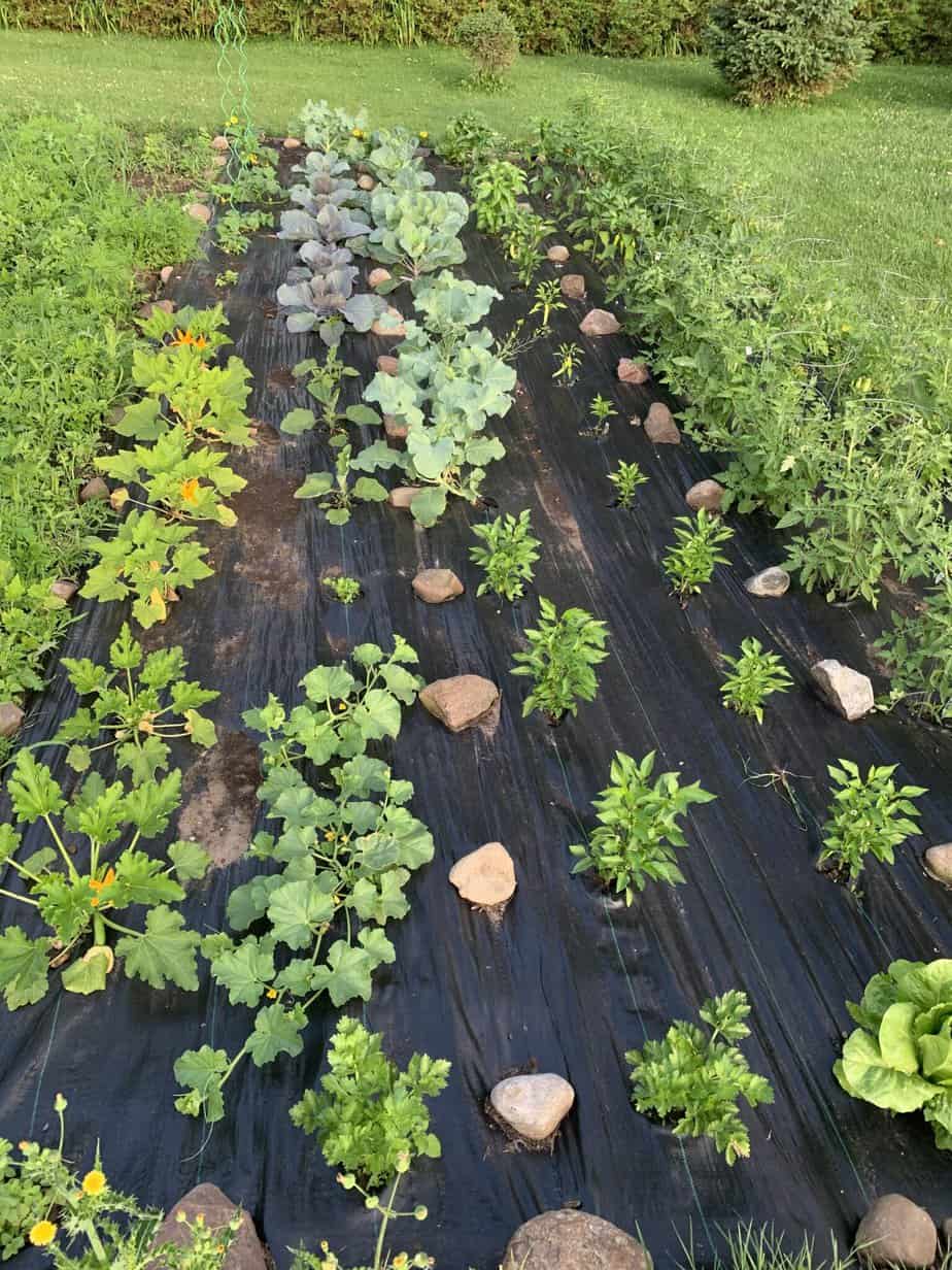 The Beginner's Guide to Companion Planting