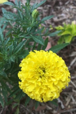 Top 10 Yellow Flowering Plants to Brighten Your Landscape