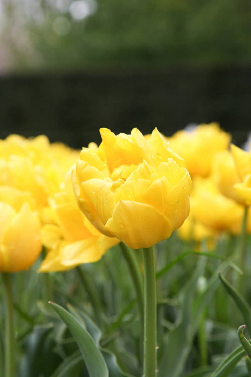 Top 10 Yellow Flowering Plants to Brighten Your Landscape