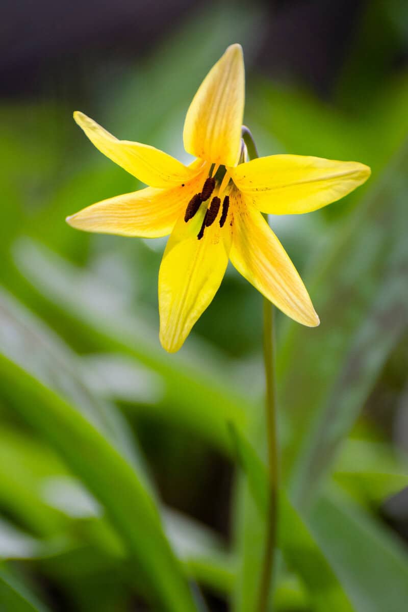 Top 10 Yellow Flowering Plants to Brighten Your Landscape