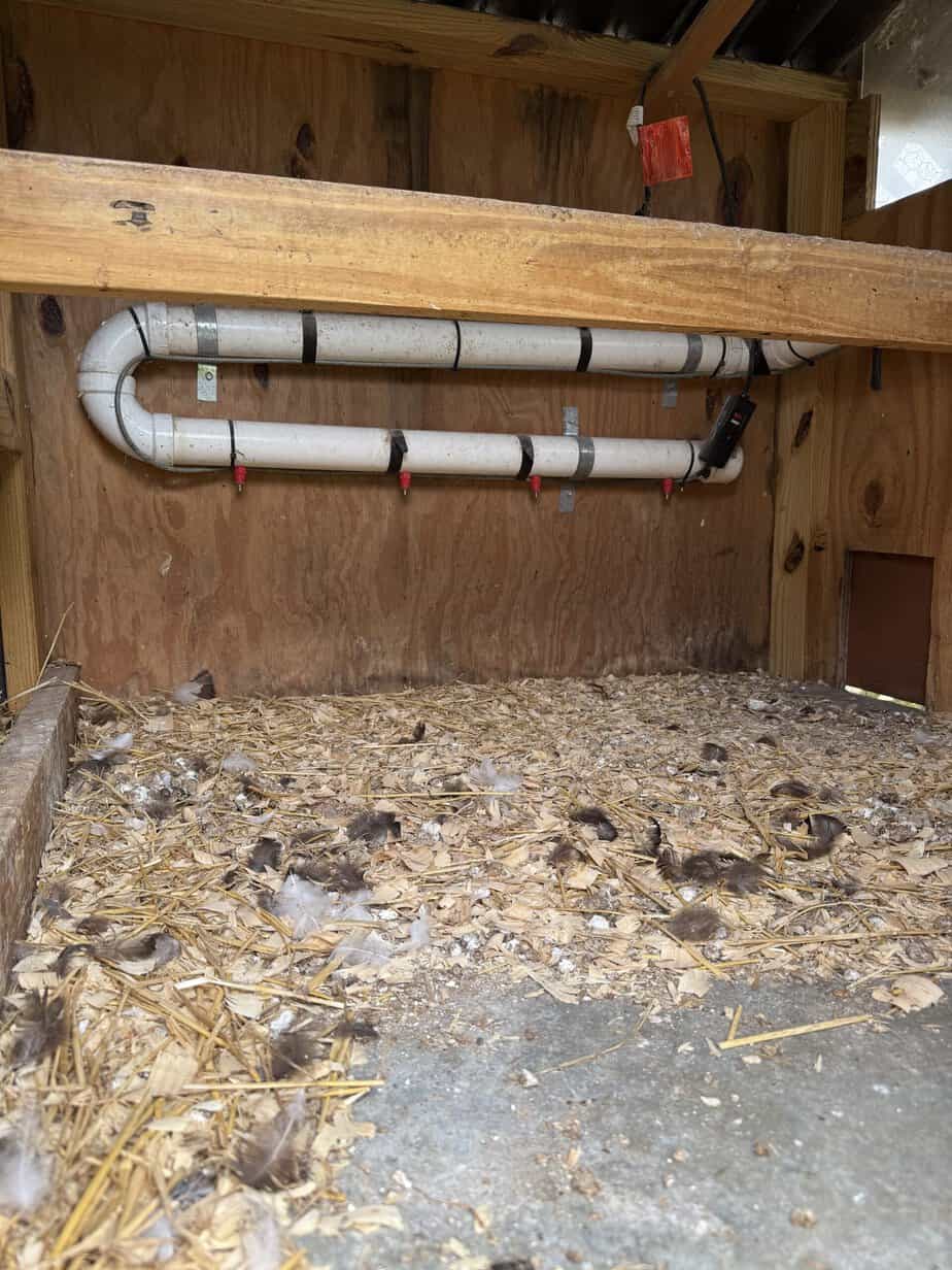 The Best Chicken Feeder for a Small Flock
