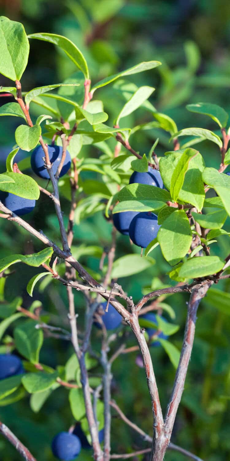 How to Take Care of Blueberry Bushes in Spring for Upstate NY