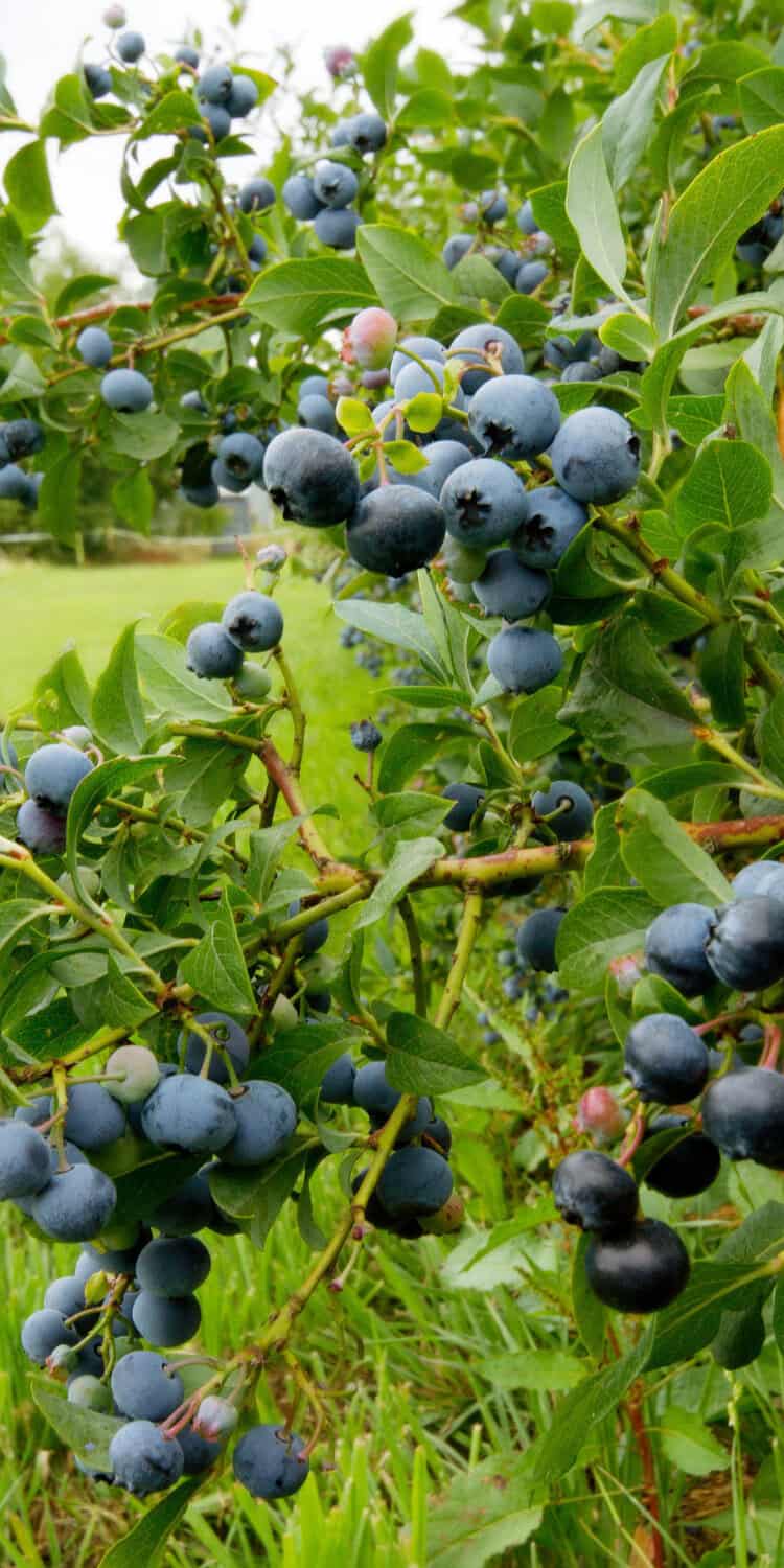 How to Take Care of Blueberry Bushes in Spring for Upstate NY