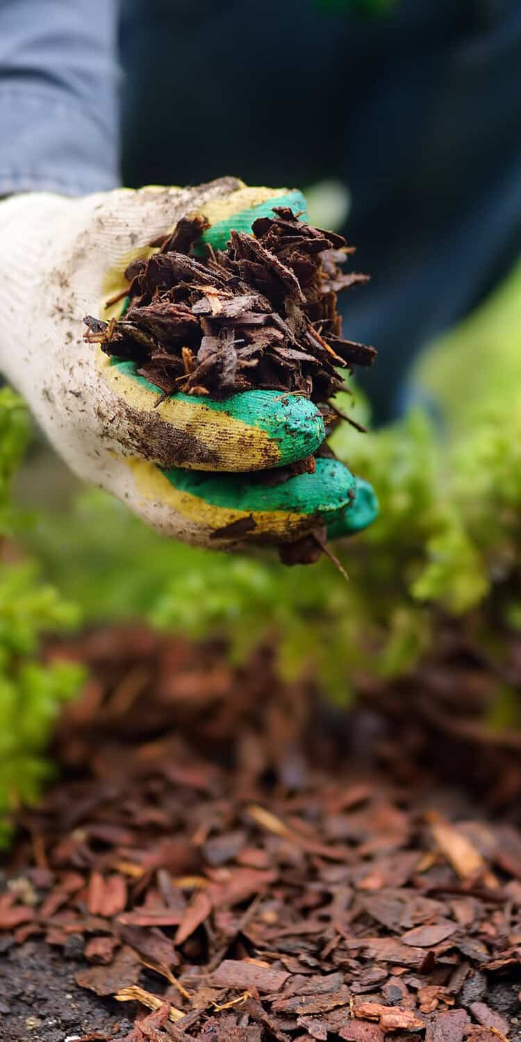 How to Take Care of Blueberry Bushes in Spring for Upstate NY